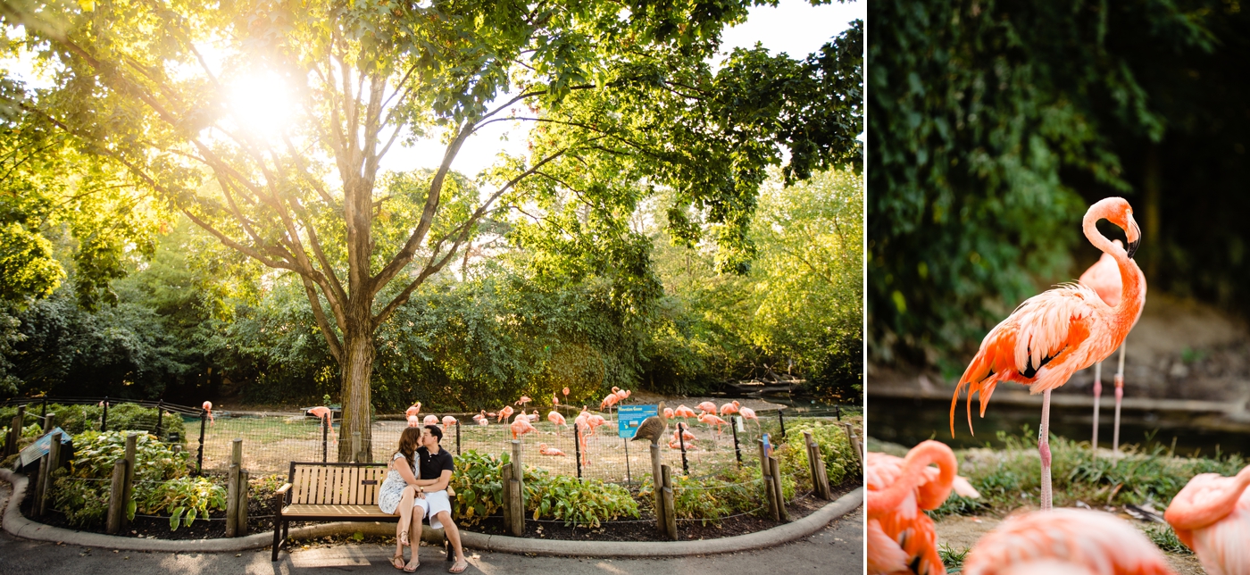 Amanda & Ed's Engagement Photos at the Columbus Zoo